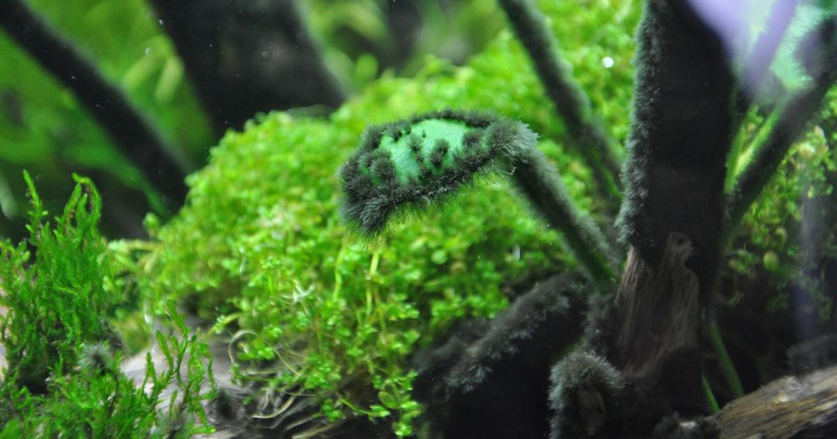 Sfaturi pentru eliminarea algei BBA din acvariu. Ce cauzează ...