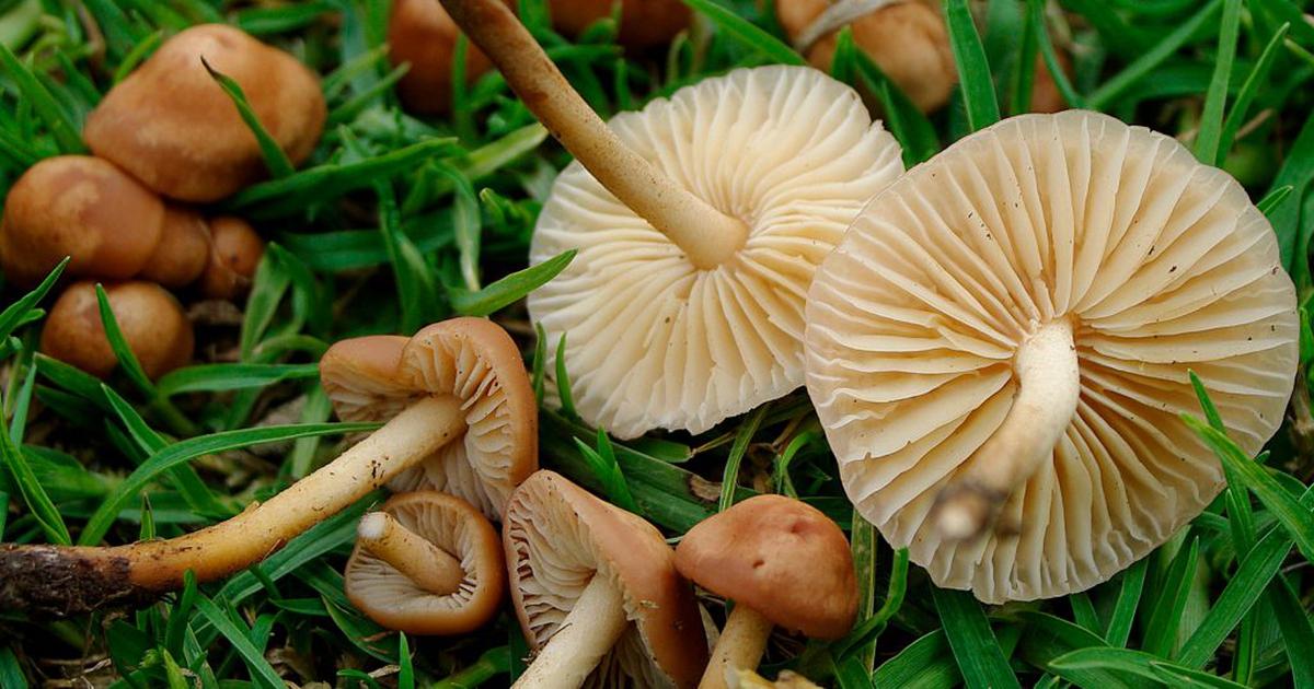 Ce sunt bureții de rouă și unde îi poți găsi!