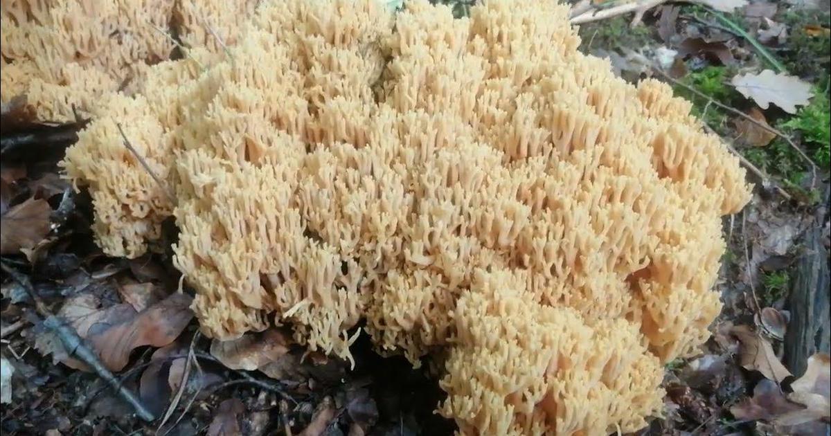 Este comestibilă ciuperca creasta cocoșului?