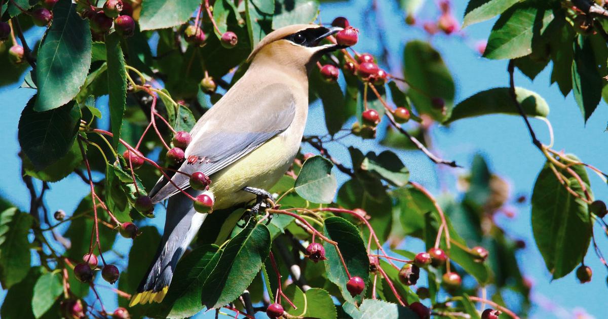 Pomul de stafide. Un arbust de toamnă cu fructe dulci și gustoase