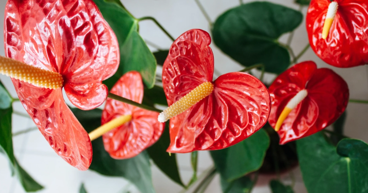Anthurium îngrijire. Una dintre cele mai rezistente plante exotice de apartament