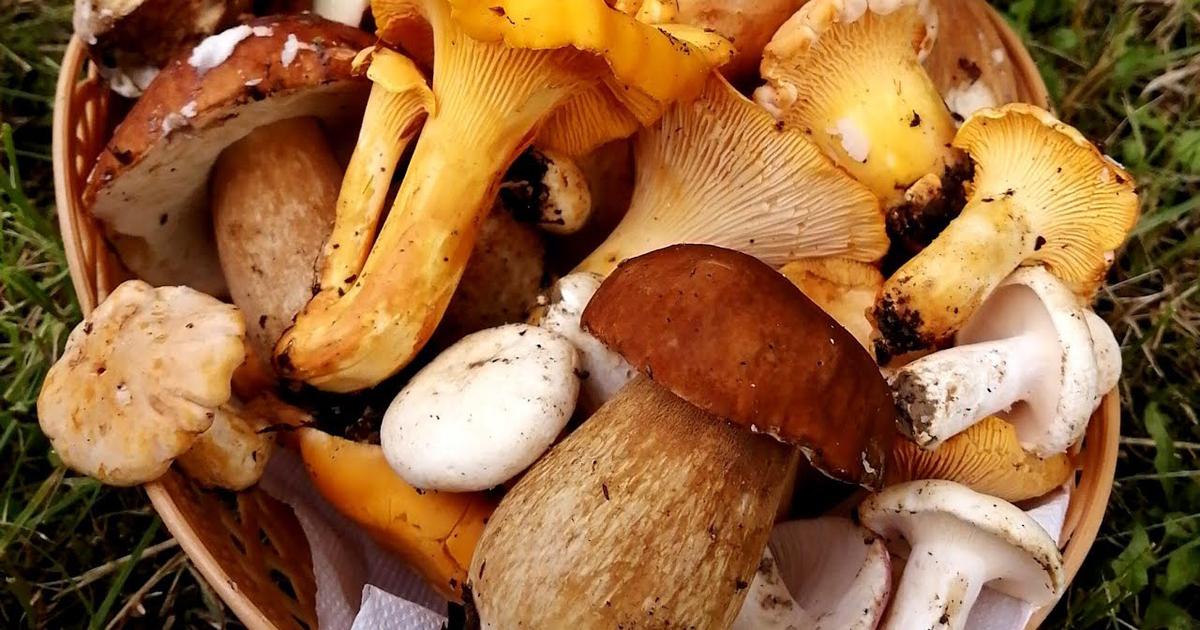 Hribii comestibili, o delicatesă prețioasă. Ce îi face atât de ...