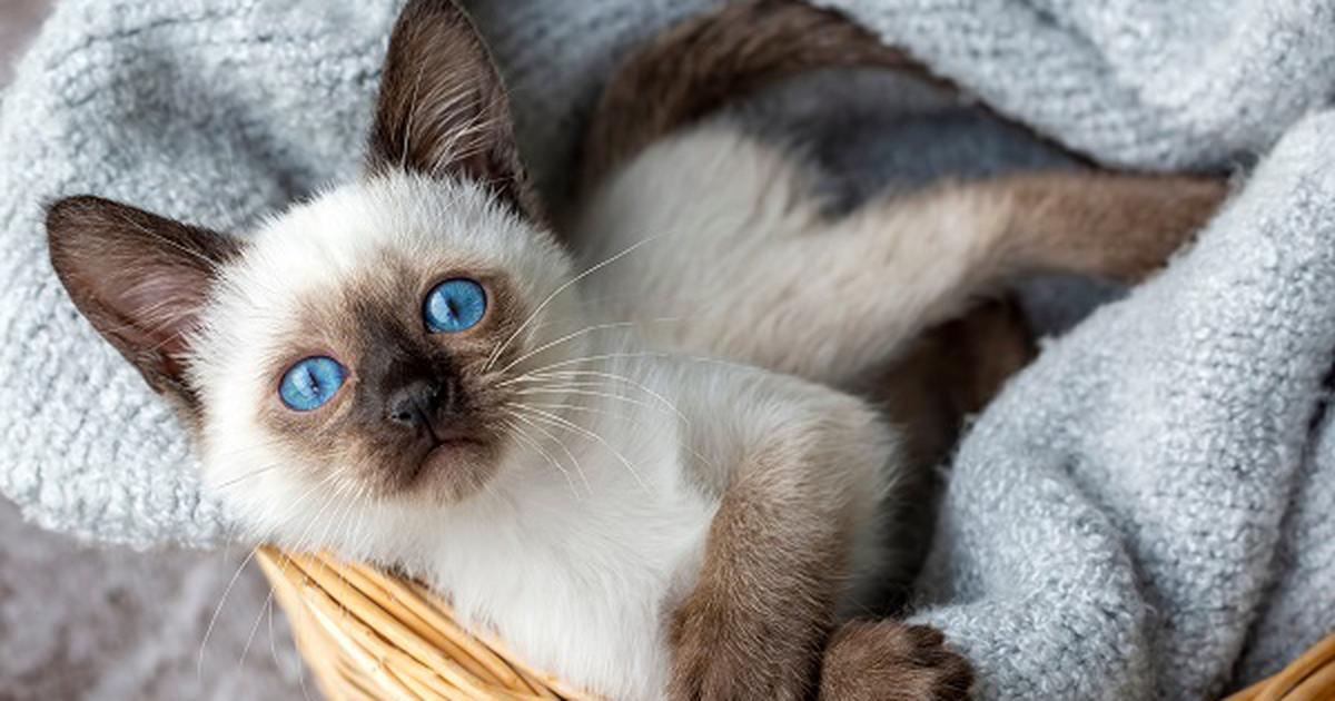 Cum putem să îngrijim pisica siameză!