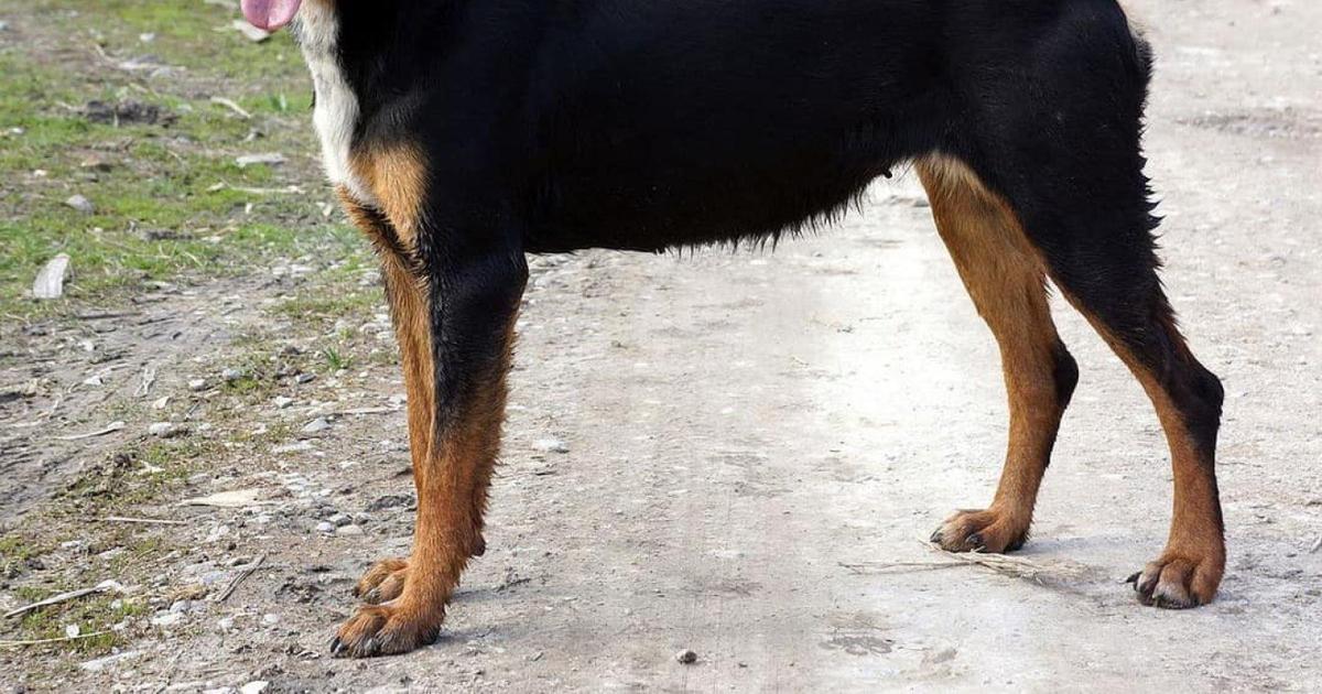 Ce înseamnă un câine din rasa metis?