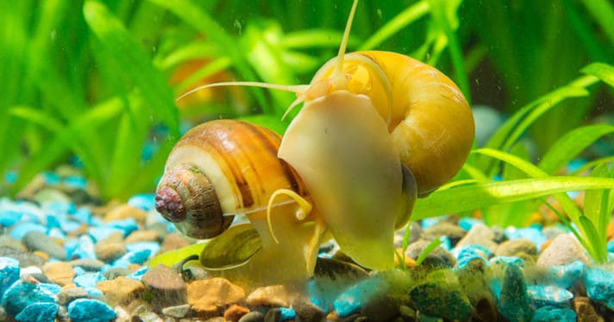 Cum se înmulțesc melcii în acvariu. Ce ar trebui să cunoști înainte
