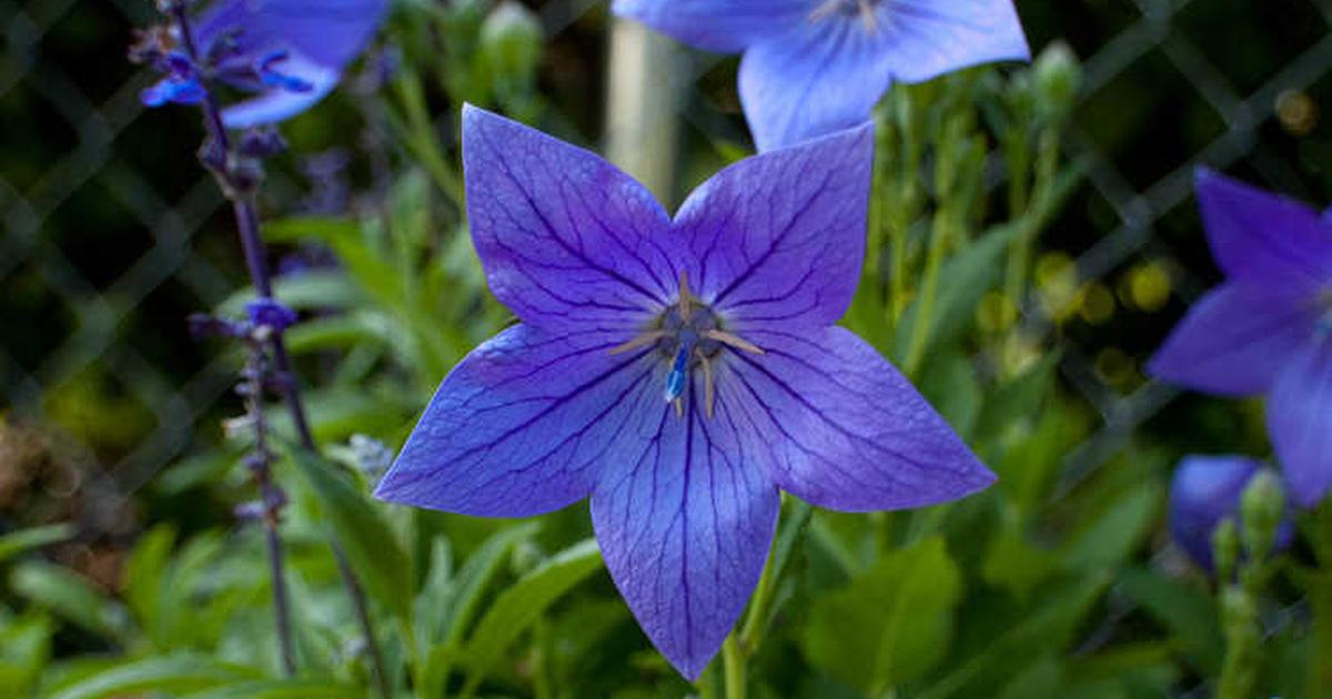 Floarea balon, ideală pentru a înfrumuseța grădina. Cum se îngrijește ...