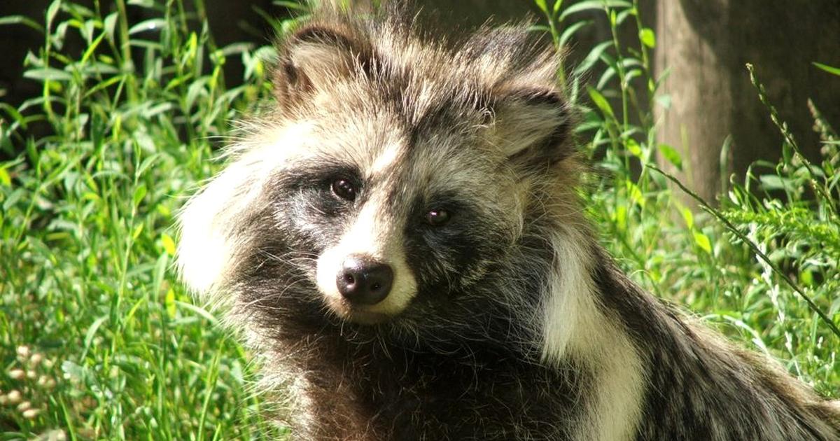 Câinele Enot, cel mai simpatic canin sălbatic din România! Animalul ciudat care se află pe cale ...