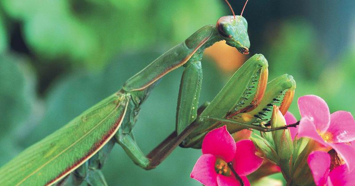 Lăcusta călugăriță. Una dintre cele mai periculoase insecte din lume