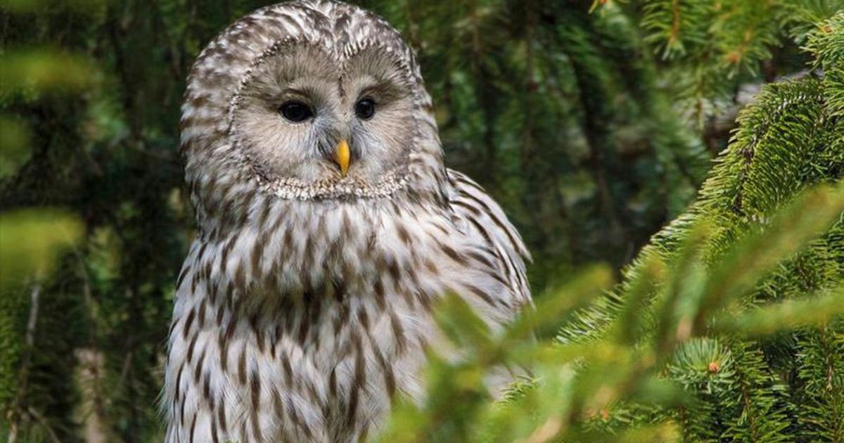 Animale nocturne. Care este modul lor de viață?