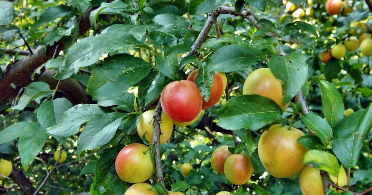 Ce se poate altoi în corcoduș: Piersici, Nectarine, Caisi și Pruni ...