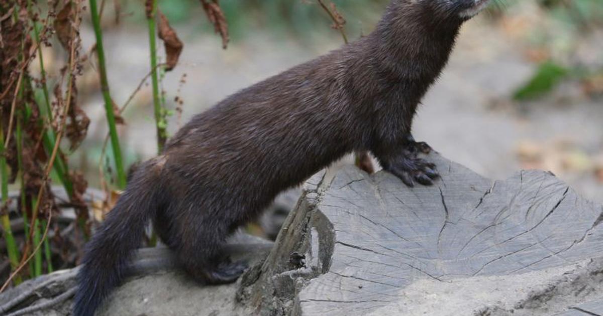 Nurca europeană. Animal pe Lista Roșie în România!