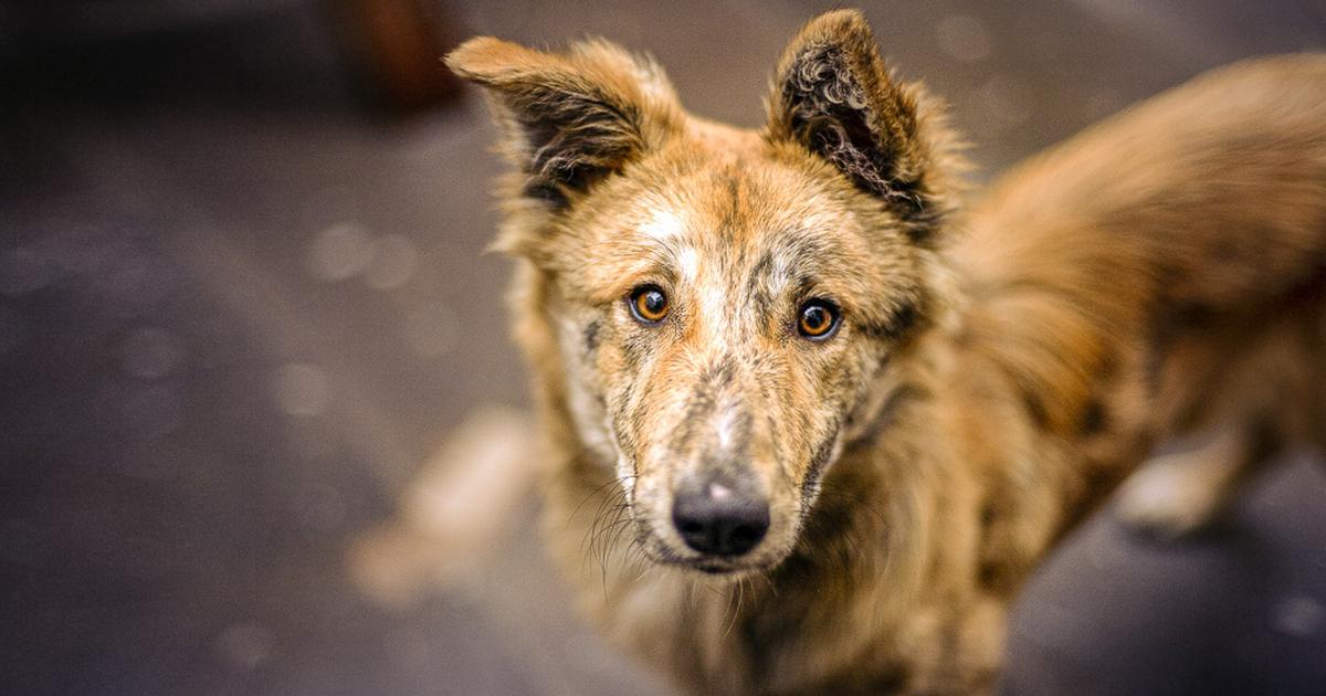 Cât trăiește un câine maidanez? Ce diferență există între aceștia și ...