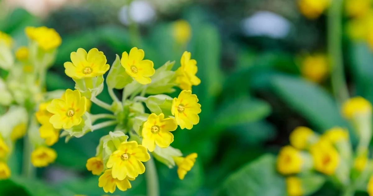 Floarea cucului sau ciubotica-cucului: cea mai bună plantă pentru ...