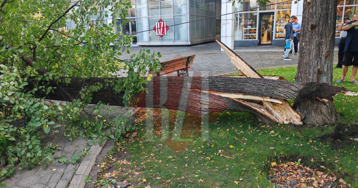 Imagini cu urmările furtunii de ieri, de la Iași. Tei rupt din rădăcină ...