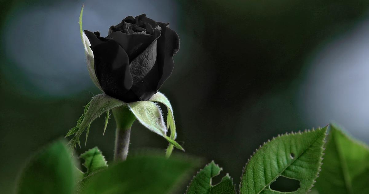 Trandafirul negru. Misterul, simbolismul și fascinația din jurul unei ...