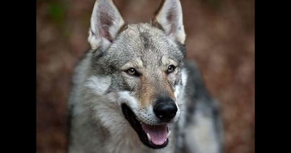Câinele lup cehoslovac, una dintre cele mai frumoase rase de câini. Ce ...
