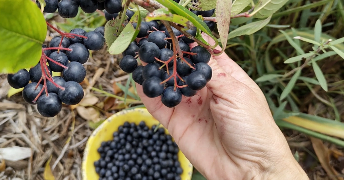 Ce este sucul de aronia? Este adevărat că îți poate crește tensiunea și ...