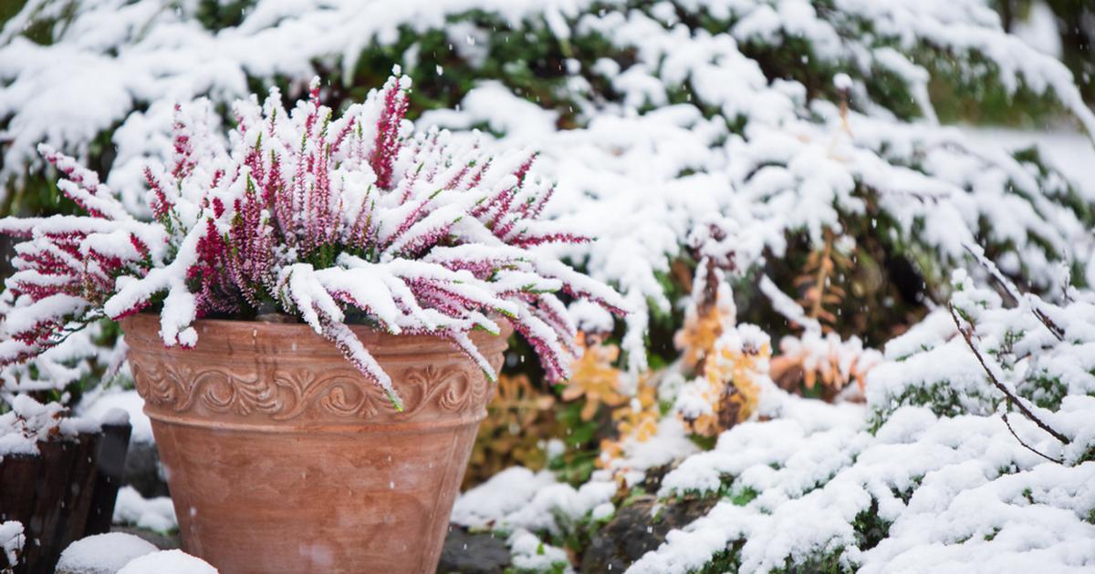 Plante de grădină rezistente iarna afară! Cum îngrijești florile pe ...