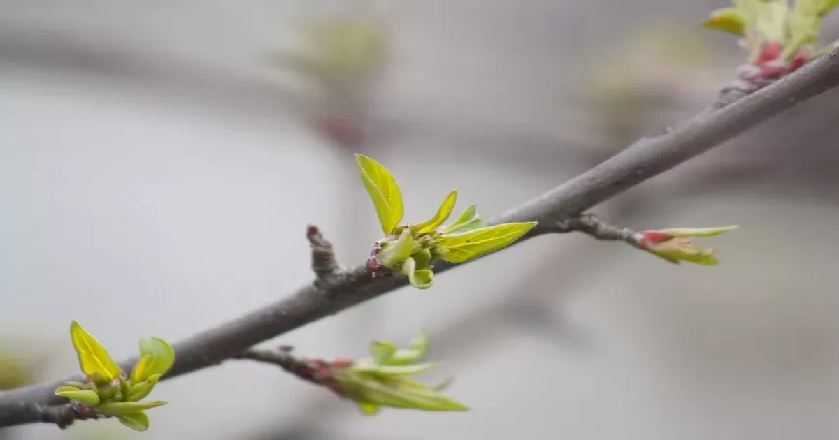 Frasin. Tot ce nu știai despre aliatul împotriva durerilor articulare