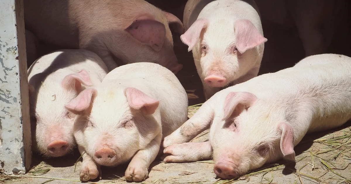 Amendă pentru românii care taie porcul în curte! Ce reguli trebuie ...
