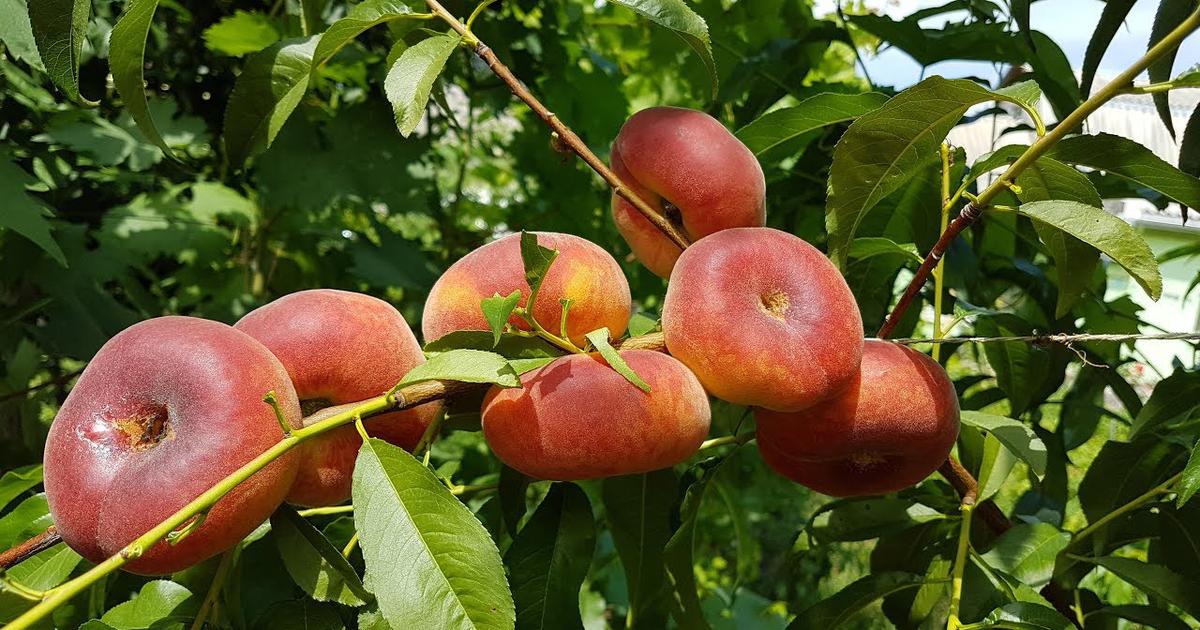 La ce poți utiliza piersica turtită. Preparate delicioase și remedii ...