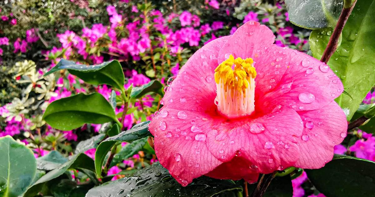 Pregătirile pentru expoziția de plante exotice se apropie de final!