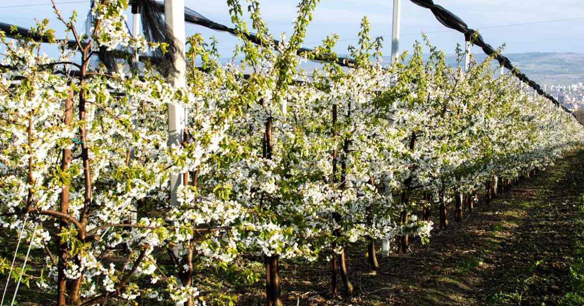 Dezastru în livezile din Iași! Gerul a afectat caișii, cireșii