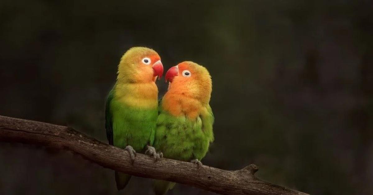 Papagalii amorezi: cei mai loiali parteneri din lumea păsărilor • Buna ...