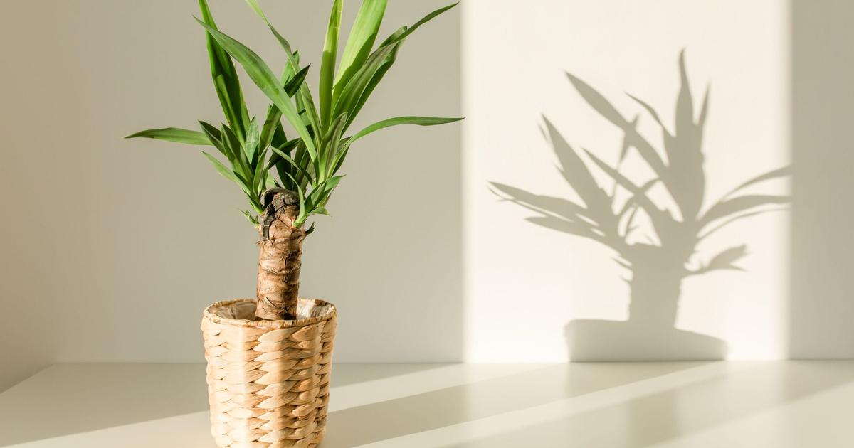Iată tot ce trebuie să știi despre planta Yucca - Atrage energia ...
