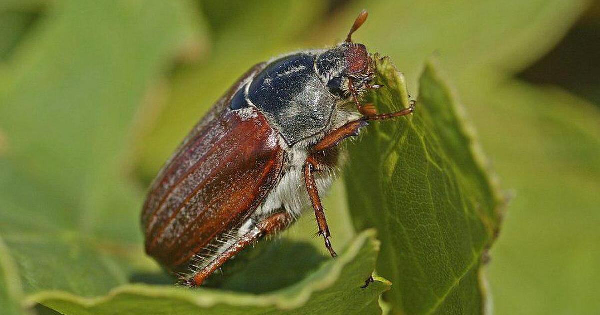 Cărăbușul de mai – Iată cum îl identifici și combați, astfel încât să ...
