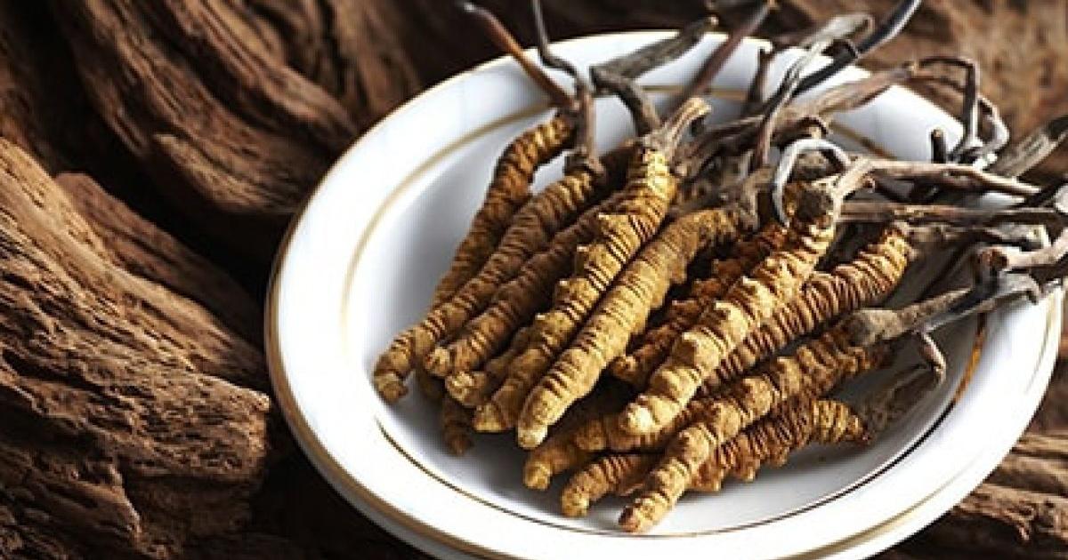 Ce este ciuperca tibetană? Beneficii și contraindicații ale acestui tip ...