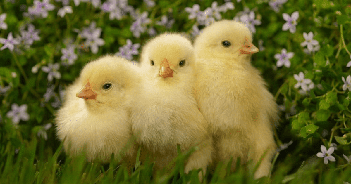 Sunt concentratele de pui sigure pentru creșterea acestora? Iată tot ce ...