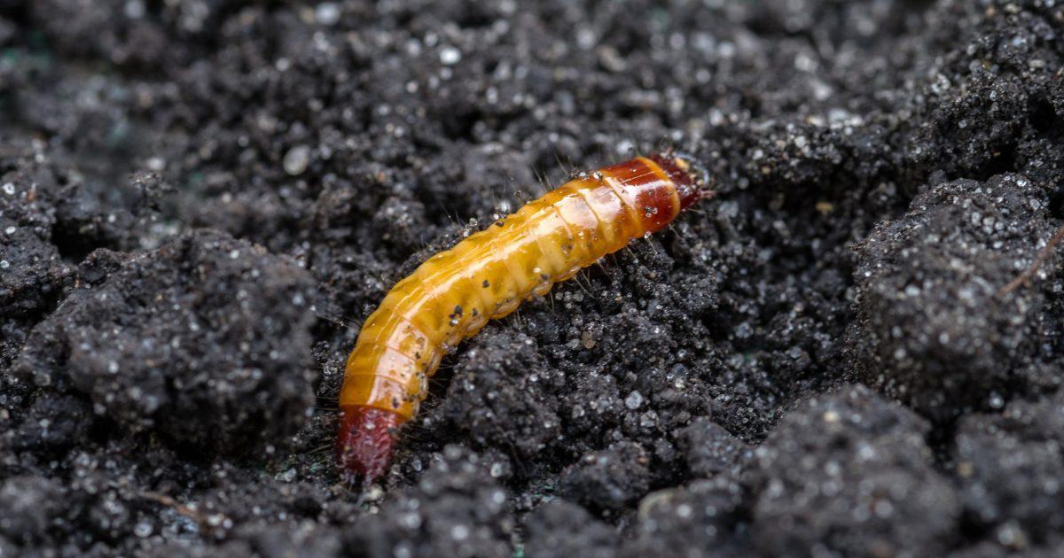 Insecticid pentru viermele sârmă la ceapă. Care sunt cele mai eficiente ...