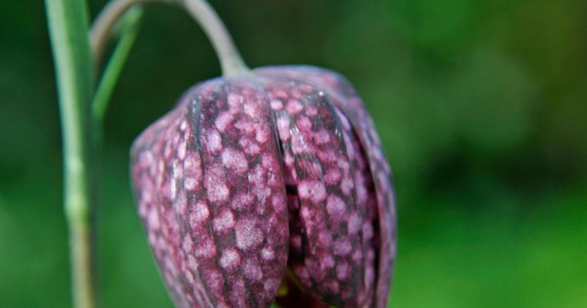 România ascunde o floare rară! Este protejată de lege și pe cale de ...