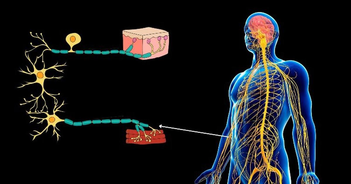 Sistemul nervos periferic, componenta vitală a creierului. Iată care ...