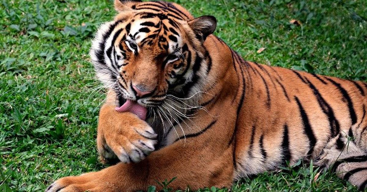 Tigrul bengalez, animalul pe cale de dispariție. Află care sunt ...