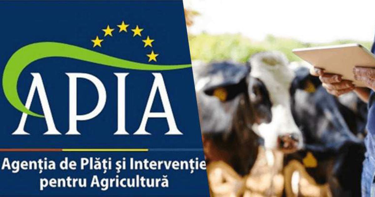 Termenul pentru depunerea cererilor la APIA a fost prelungit până pe 13 iunie 2025 • Buna Ziua ...