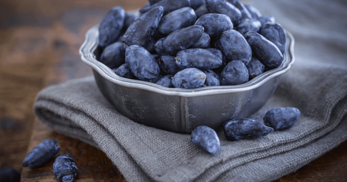 Cum se cultivă afinul siberian? „Fructul tinereții” care are cei mai ...