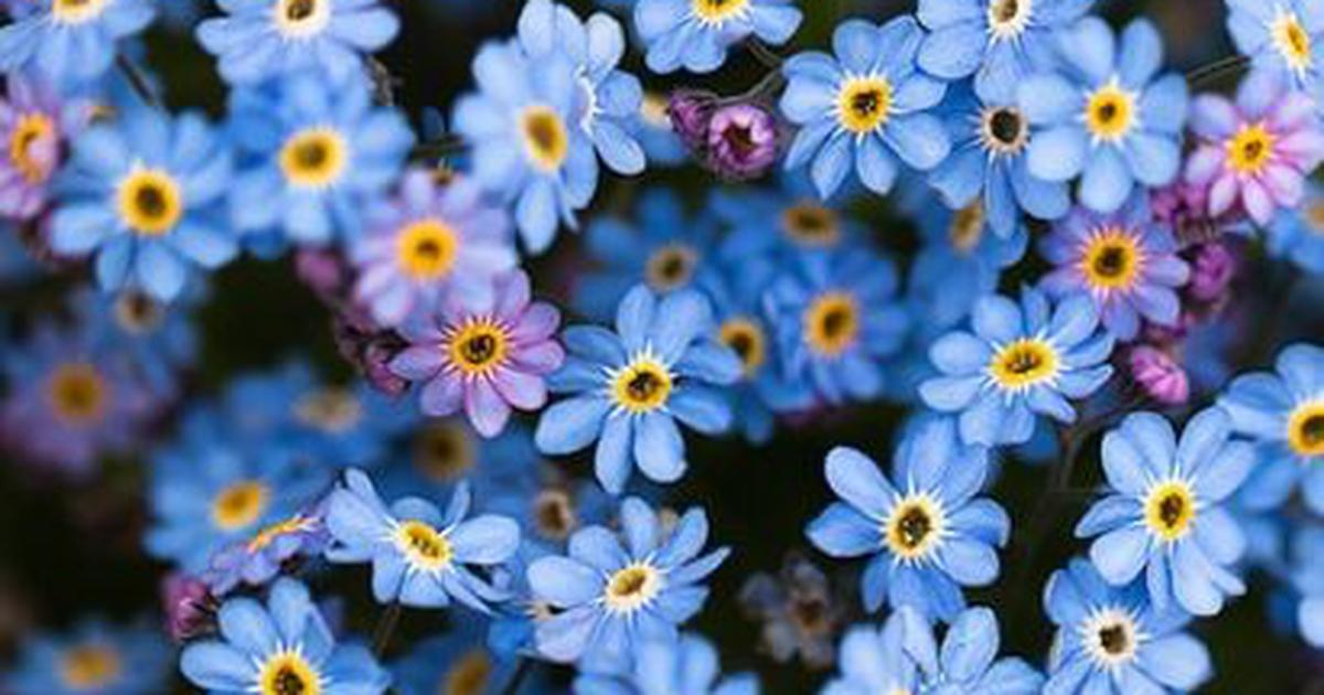 Floare de ”Nu mă uita” sau floarea dorului. Cum să o îngrijești și ce ...