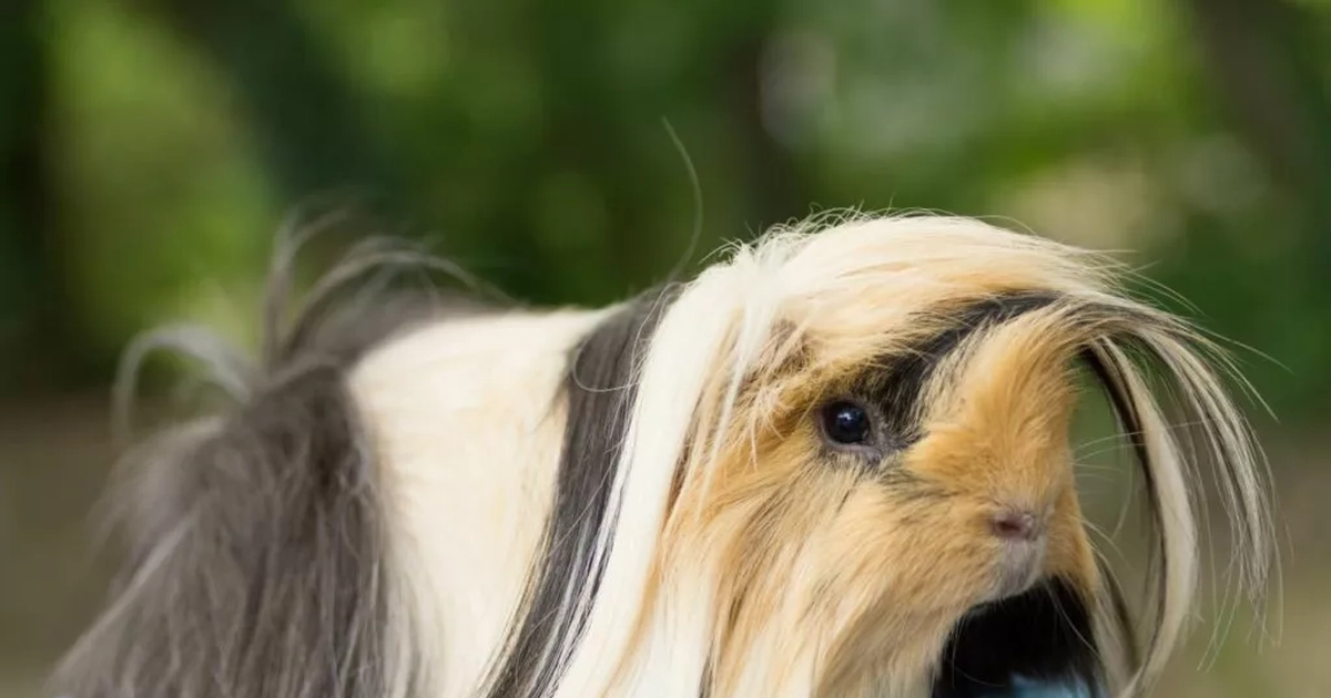 Ce preț are un porcușor de Guineea? Iată tot ce trebuie să știi despre ...