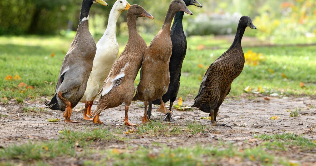 Rațele indiene alergătoare – Iată ce trebuie să știi despre cele mai ...