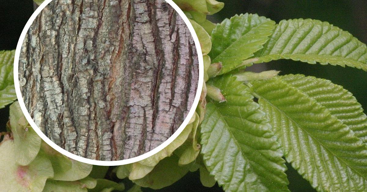 La ce este bun ceaiul de ulm alunecos? Un copac cu multiple utilizări ...