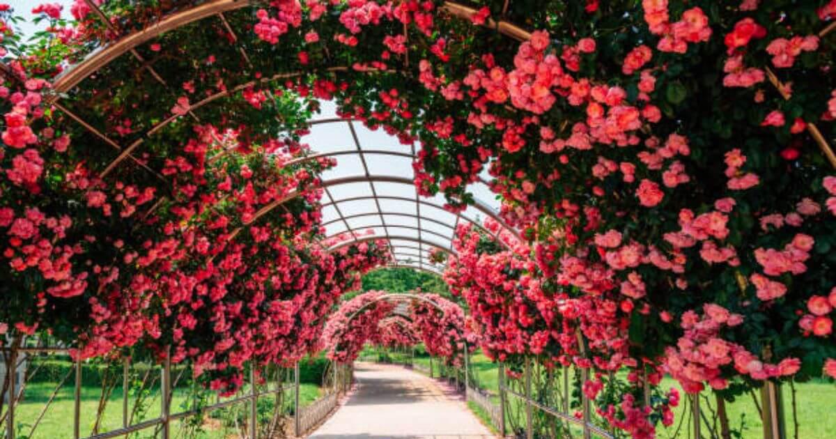 Trandafirii urcători care înfloresc toată vara – Iată care este ...