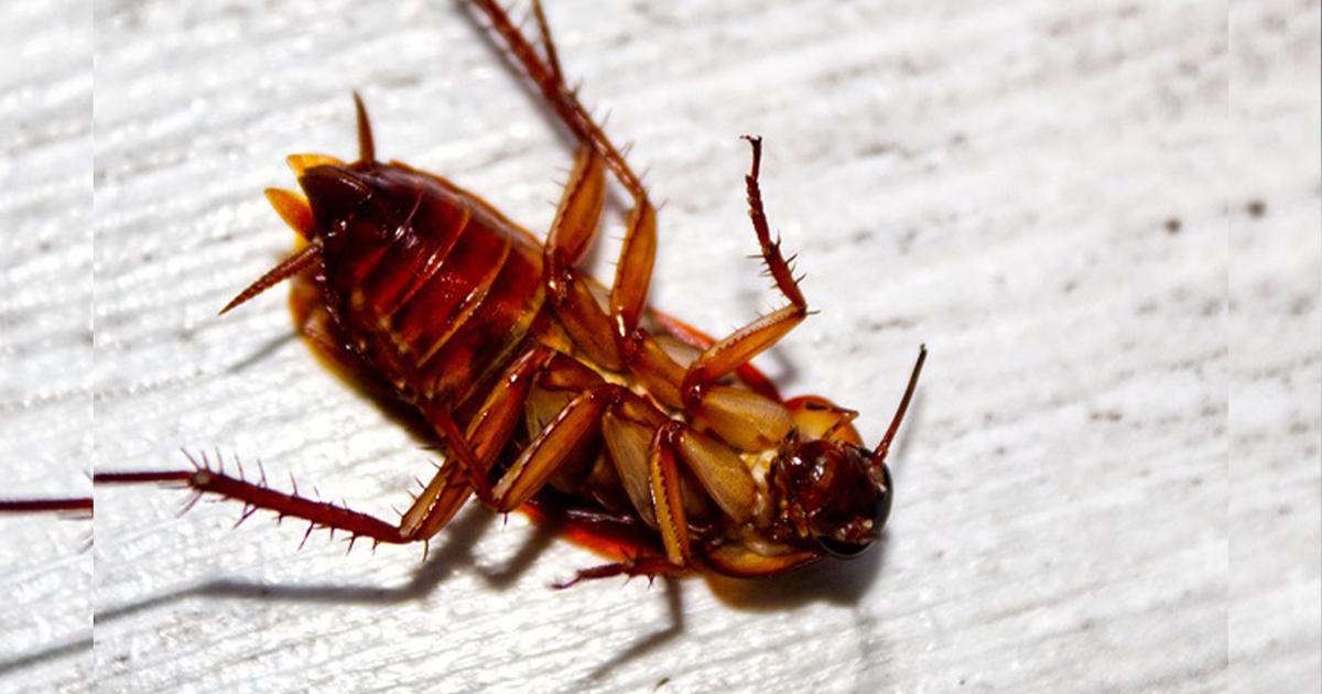 Invazie de gândaci în cartierele din Iași! Insectele au pus stăpânire ...