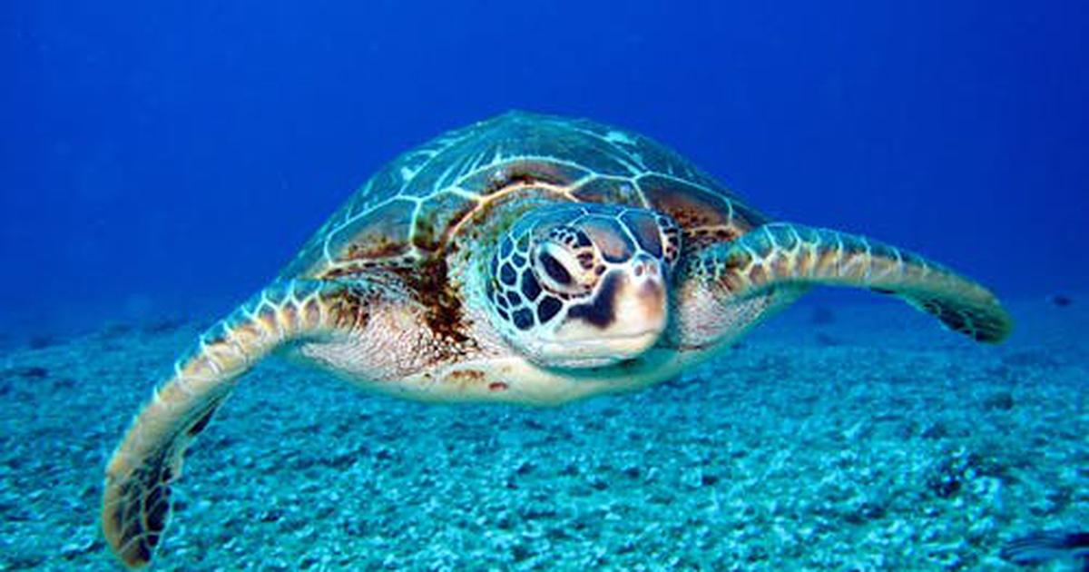 Lumea animalelor acvatice. Tot ce trebuie să știi despre viețuitoarele ...