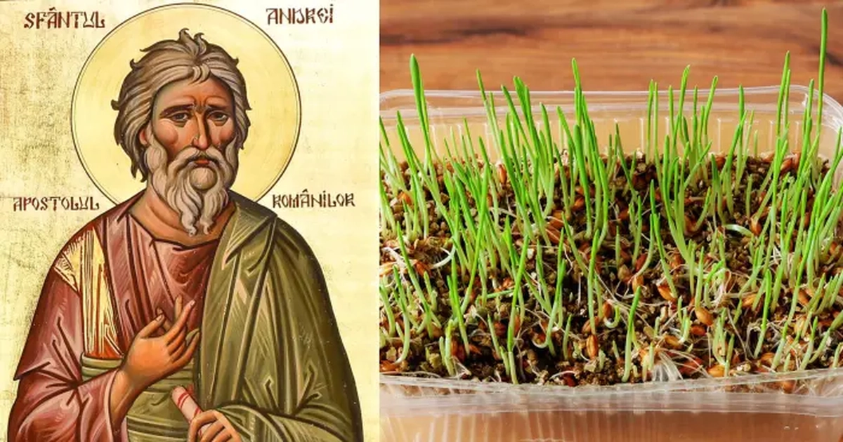 Cum se pune corect grâul la încolțit de Sfântul Andrei. Ritualul care ...