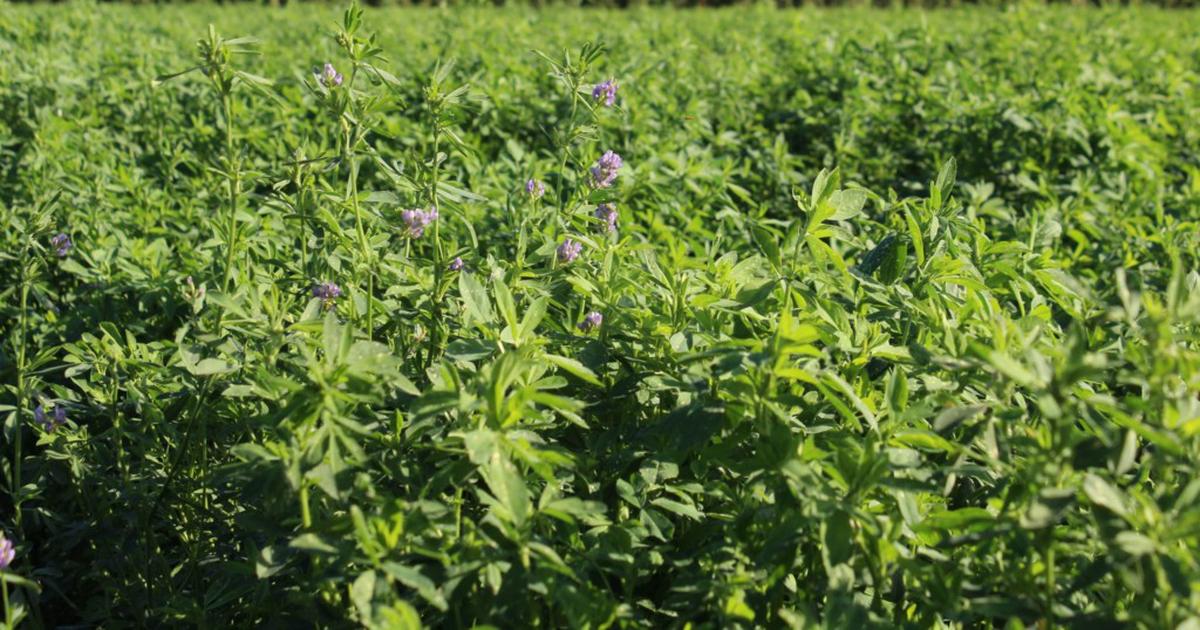 Subvenția APIA pe lucernă se acordă fermierilor dacă au și animale, în ...