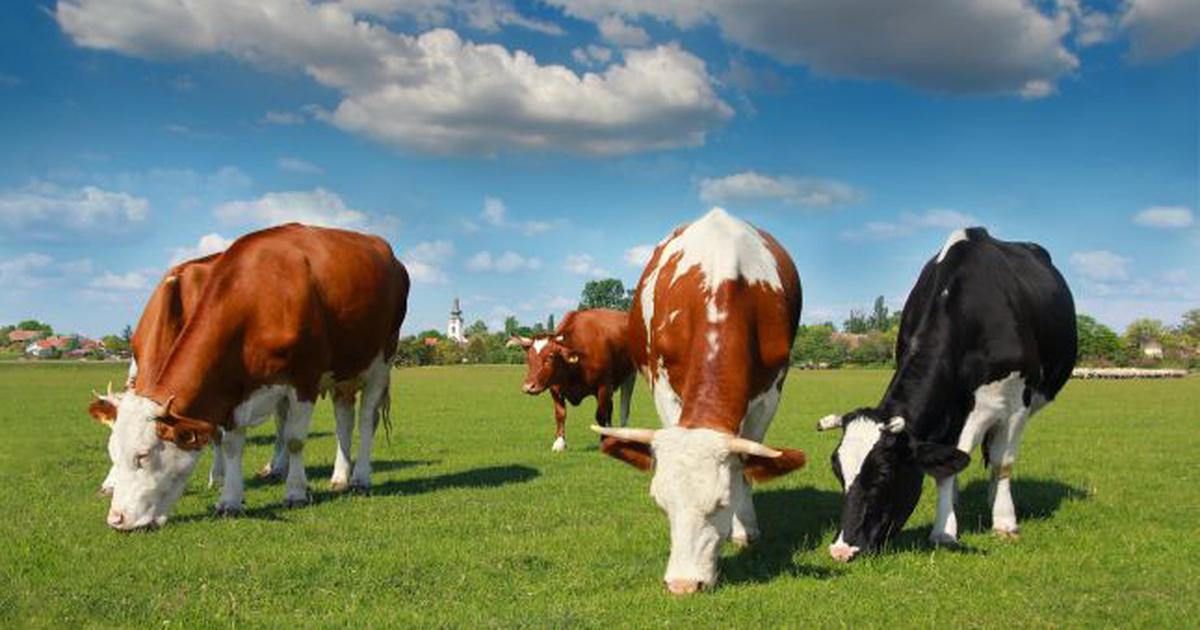 Idei de afaceri la țară cu animale. Iată cum poți să te îmbogățești din ...