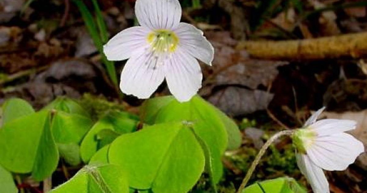 Macrisul iepurelui. 10 afectiuni in care este recomandata aceasta ...