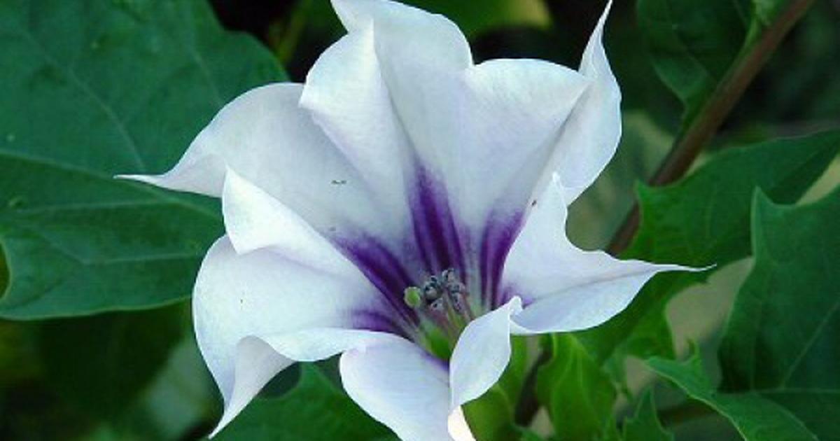 10 plante medicinale care pot fi toxice pentru organism • Buna Ziua ...